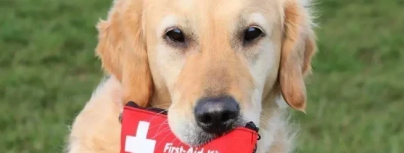 Canine First Aid Online Webinar | learndirect