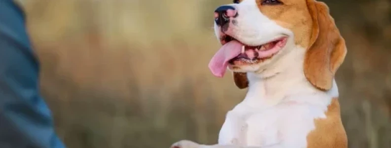 Canine Behaviour Degree Online | learndirect