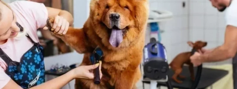 Dog Grooming Level 3 Certificate (RQF) | learndirect