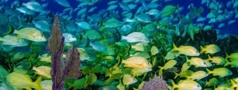 Marine Qualifications Package | learndirect