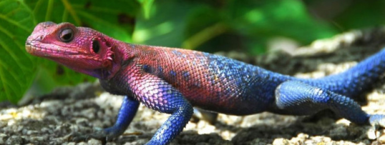 Reptile Studies Level 3 Award | Online Course | learndirect