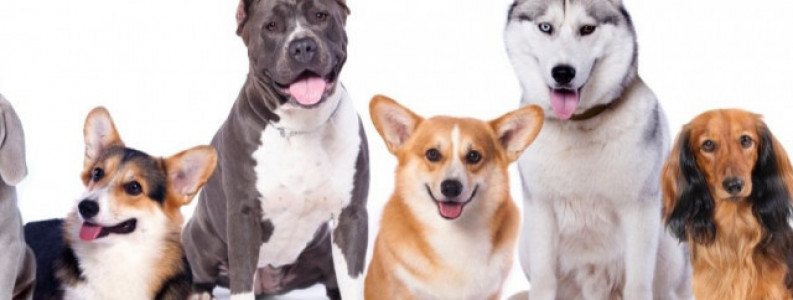 Canine Care and Behaviour Award (RQF) Level 2 | learndirect