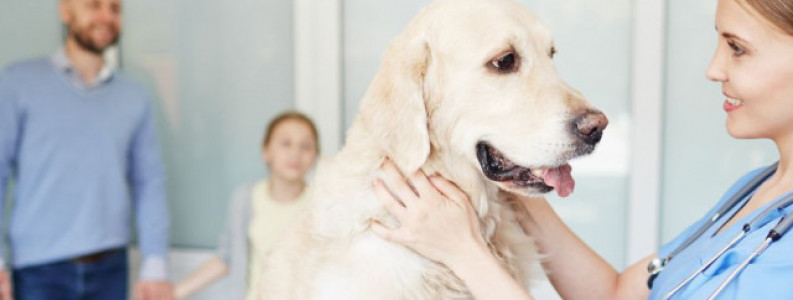 Access to HE Diploma (Veterinary Science) | learndirect