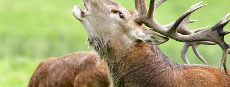 Wild Animal Behaviour Diploma