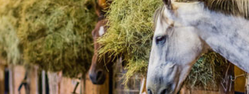 Stable Management Course | Online Courses | learndirect