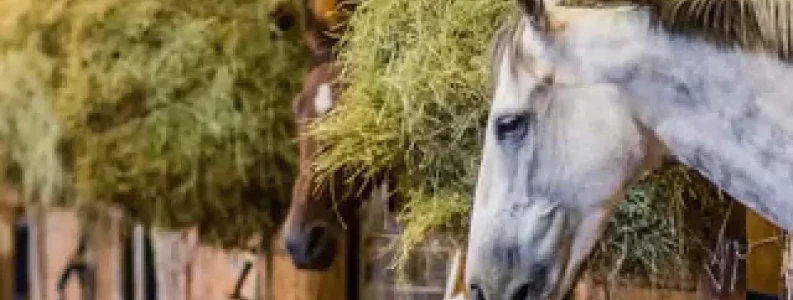 Stable Management Course | Online Courses | learndirect