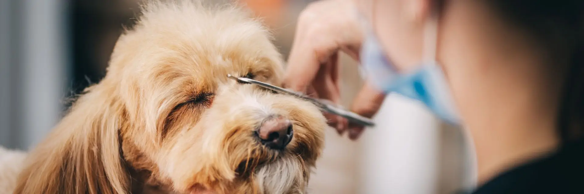 Beginner Dog Grooming Courses UK