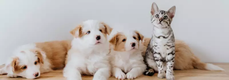 Kennel and Cattery Management | Animal Careers | learndirect