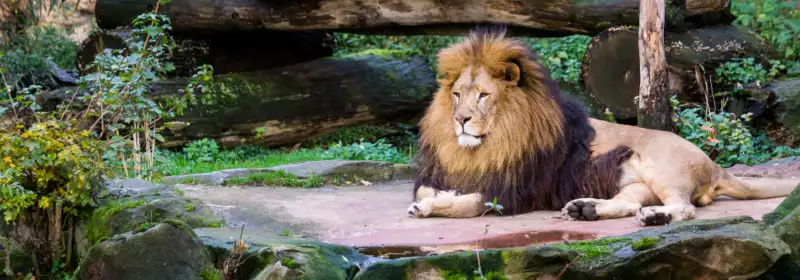 What is it like to Work in Zoo? | Zookeeping | learndirect