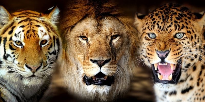 5 Exciting Careers with Big Cats | Career | learndirect