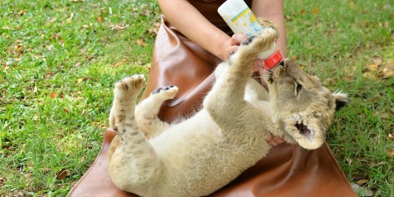 5 Exciting Careers with Big Cats | Career | learndirect