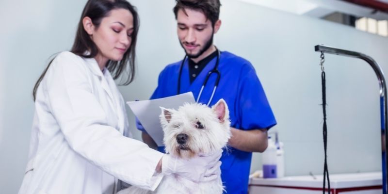 What Does a Vet Nurse Do? | Vet Nursing Course | learndirect