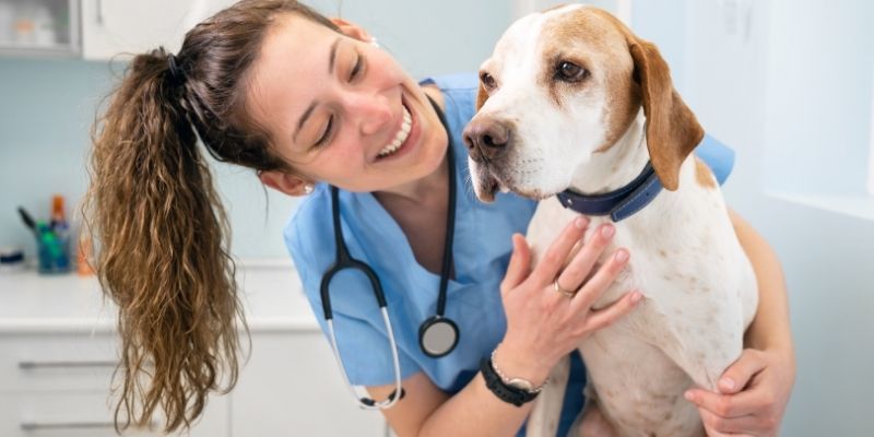 What Qualifications Do You Need to Become a Veterinary Support ...