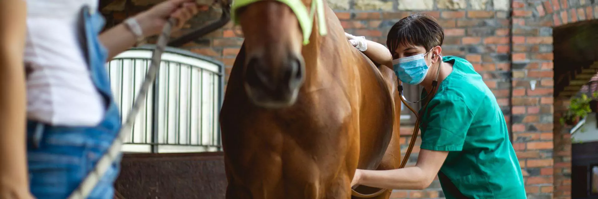 Become a Vet Without A-Levels - UK Training Routes
