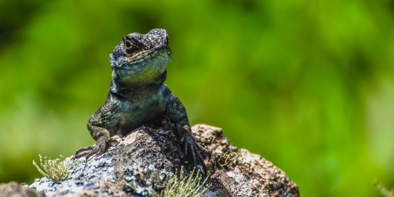 Why Reptiles Are So Important | Online Course | learndirect