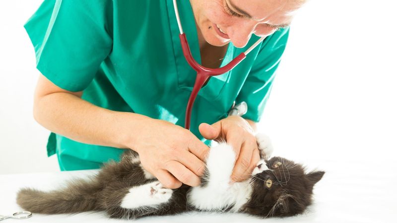 What Does a Vet Nurse Do? | Vet Nursing Course | learndirect