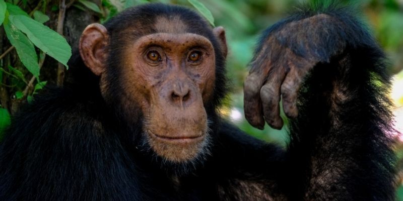 How the Study of Primates Can Help with Conservation | learndirect