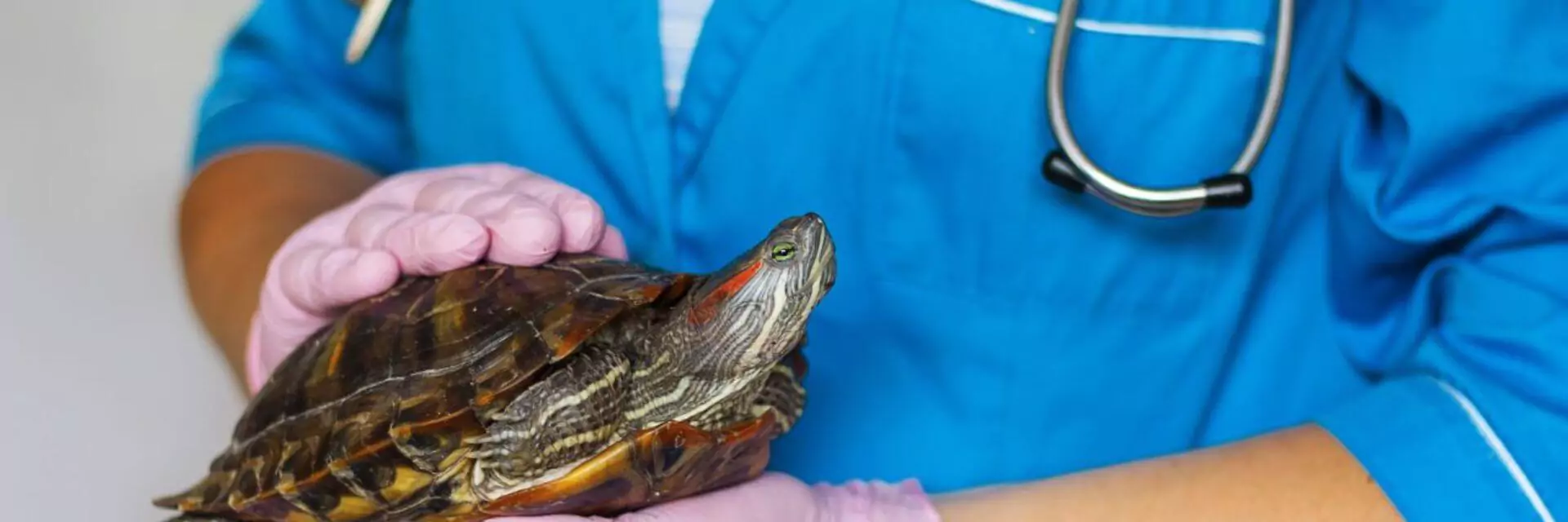 Case Study: From Reptile Awareness To Veterinary Science
