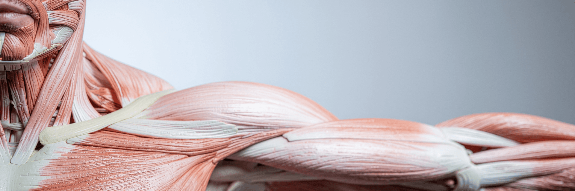 A beginner's guide to anatomy and physiology | learndirect