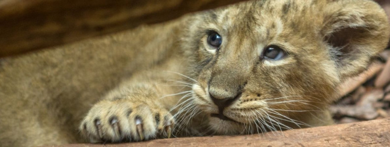 Animal Conservation Courses: Save Our Wildlife Today